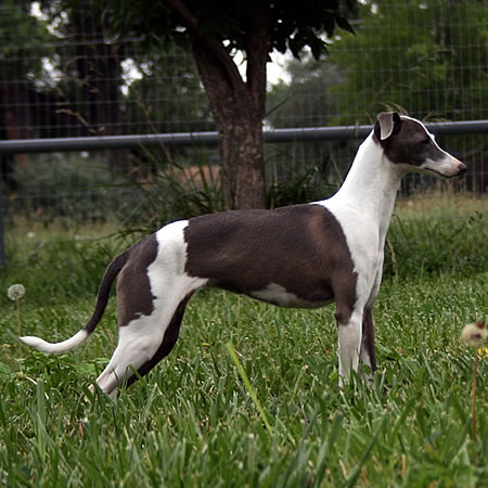 About Time Italian Greyhounds - Allure